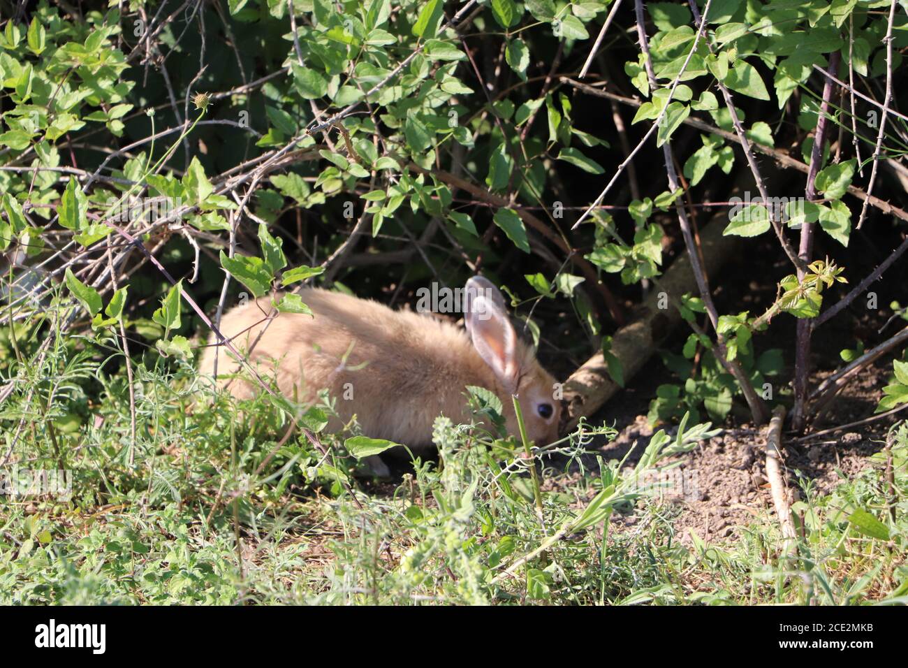 Rabbit feeding in vegetation hi-res stock photography and images - Alamy