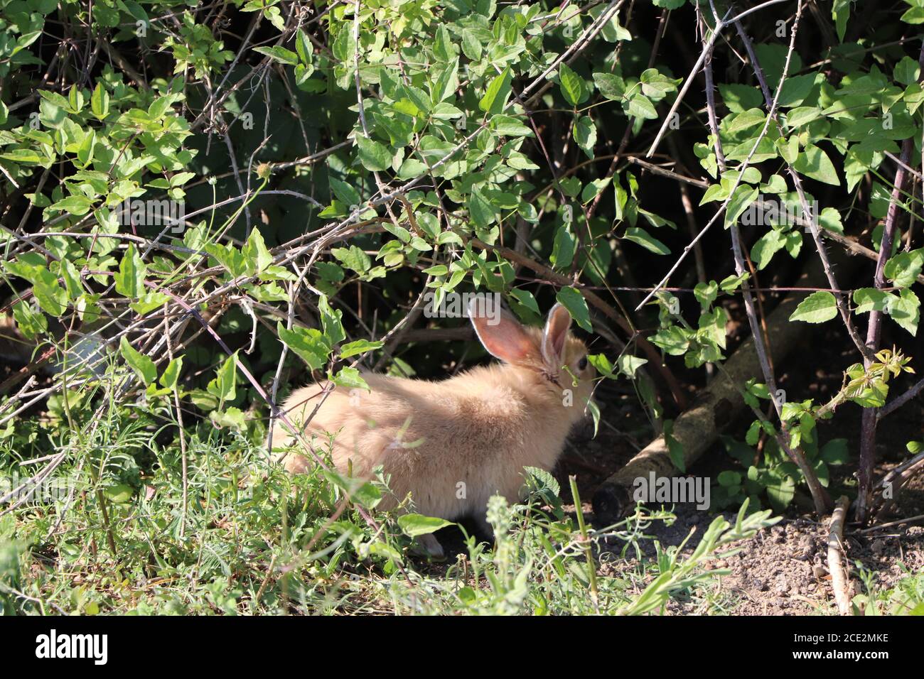 Rabbit feeding in vegetation hi-res stock photography and images - Alamy