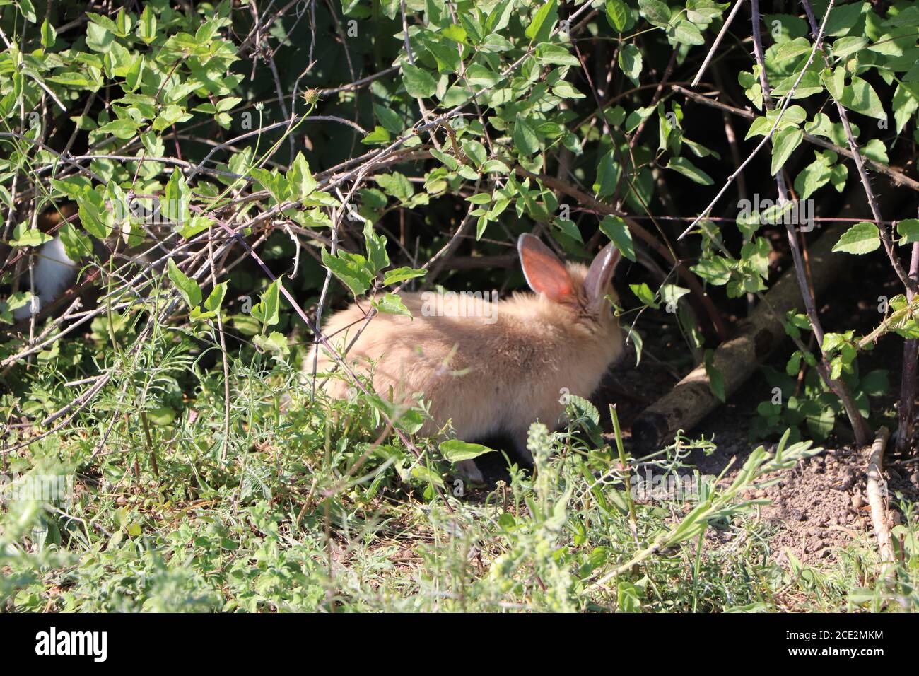 Rabbit feeding in vegetation hi-res stock photography and images - Alamy