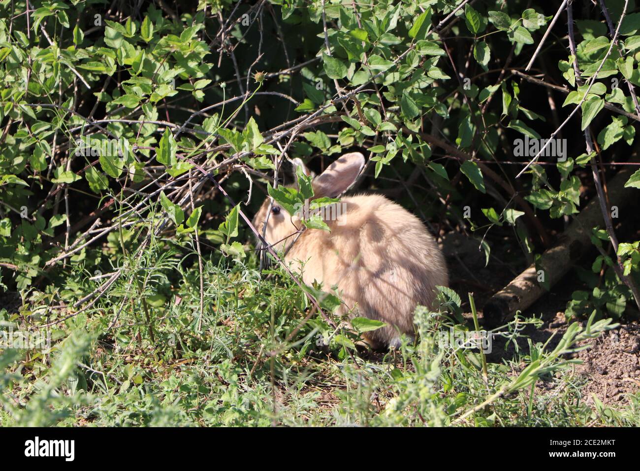 Rabbit feeding in vegetation hi-res stock photography and images - Alamy