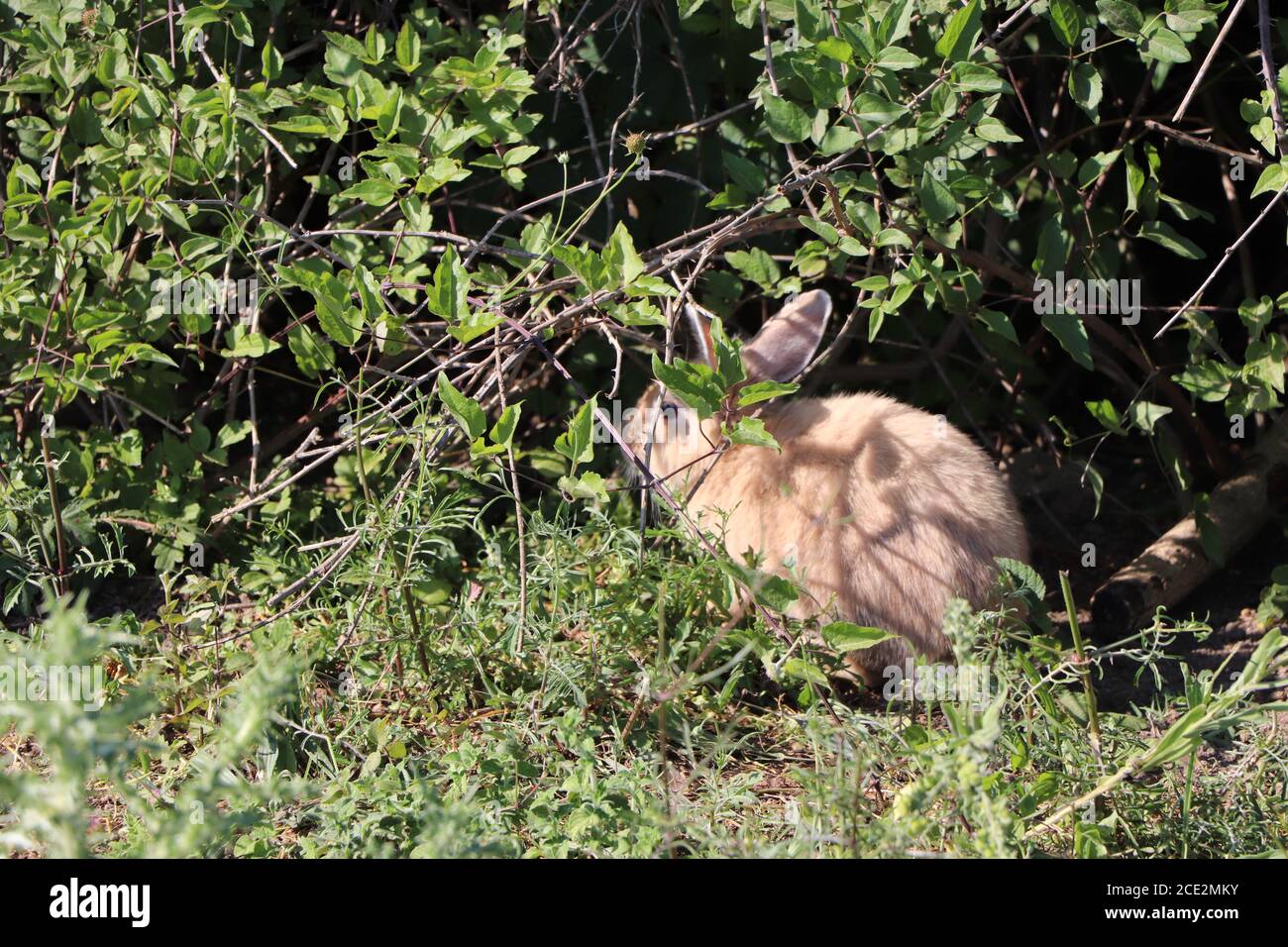 rabbits in the park Stock Photo - Alamy