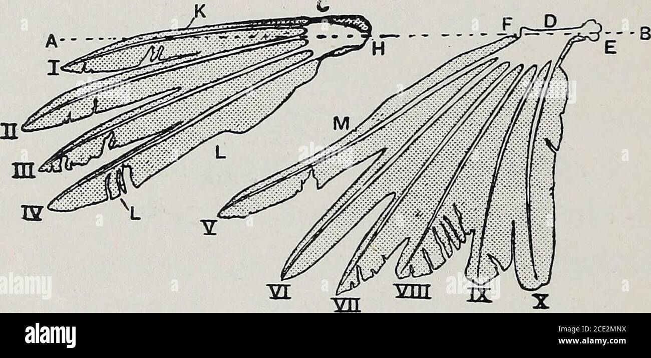. Animal flight; a record of observation . ipsof these feathers are ...