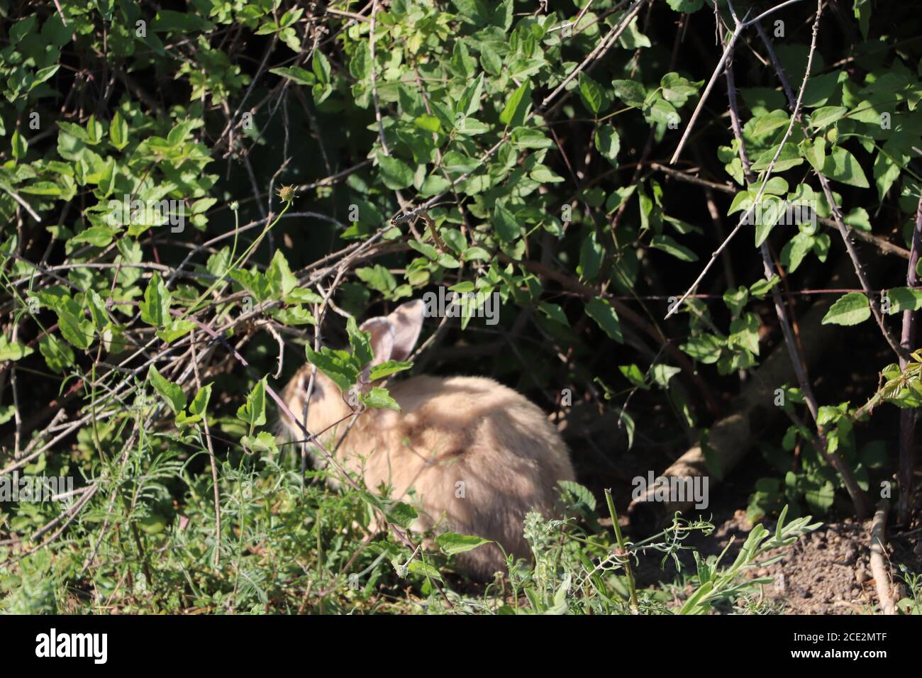Rabbit feeding in vegetation hi-res stock photography and images - Alamy
