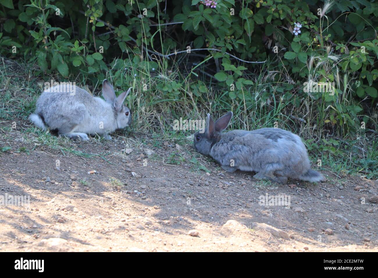 Rabbit feeding in vegetation hi-res stock photography and images - Alamy