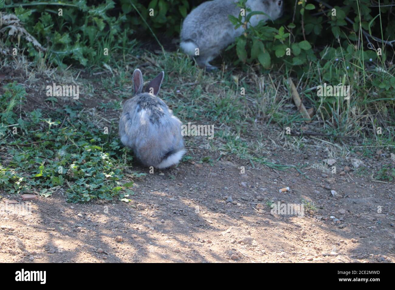 Rabbit feeding in vegetation hi-res stock photography and images - Alamy