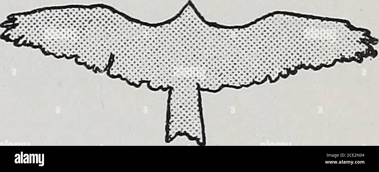 . Animal flight; a record of observation . ANIMAL FLIGHT. 39 shown with ...