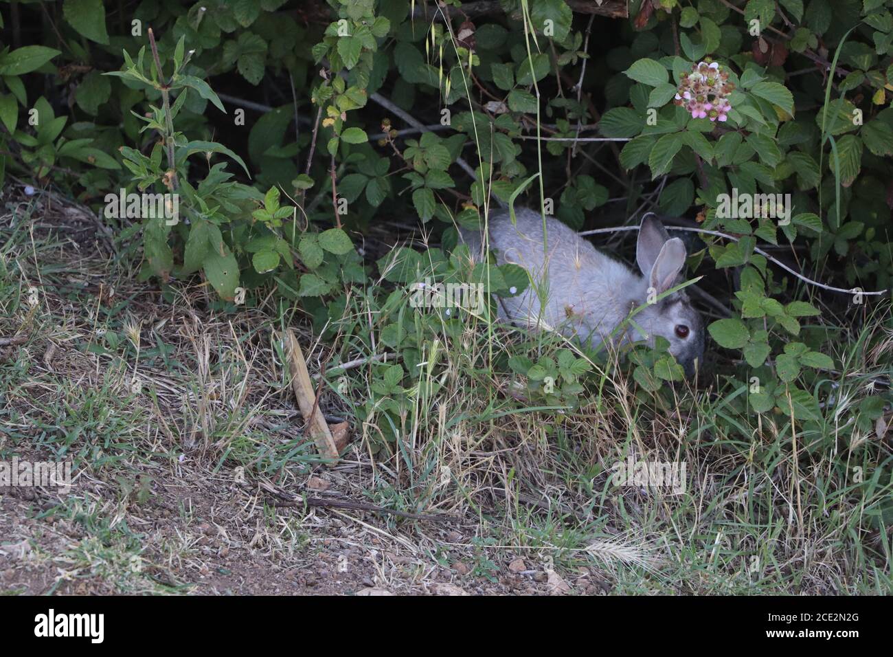 Rabbits family hi-res stock photography and images - Alamy