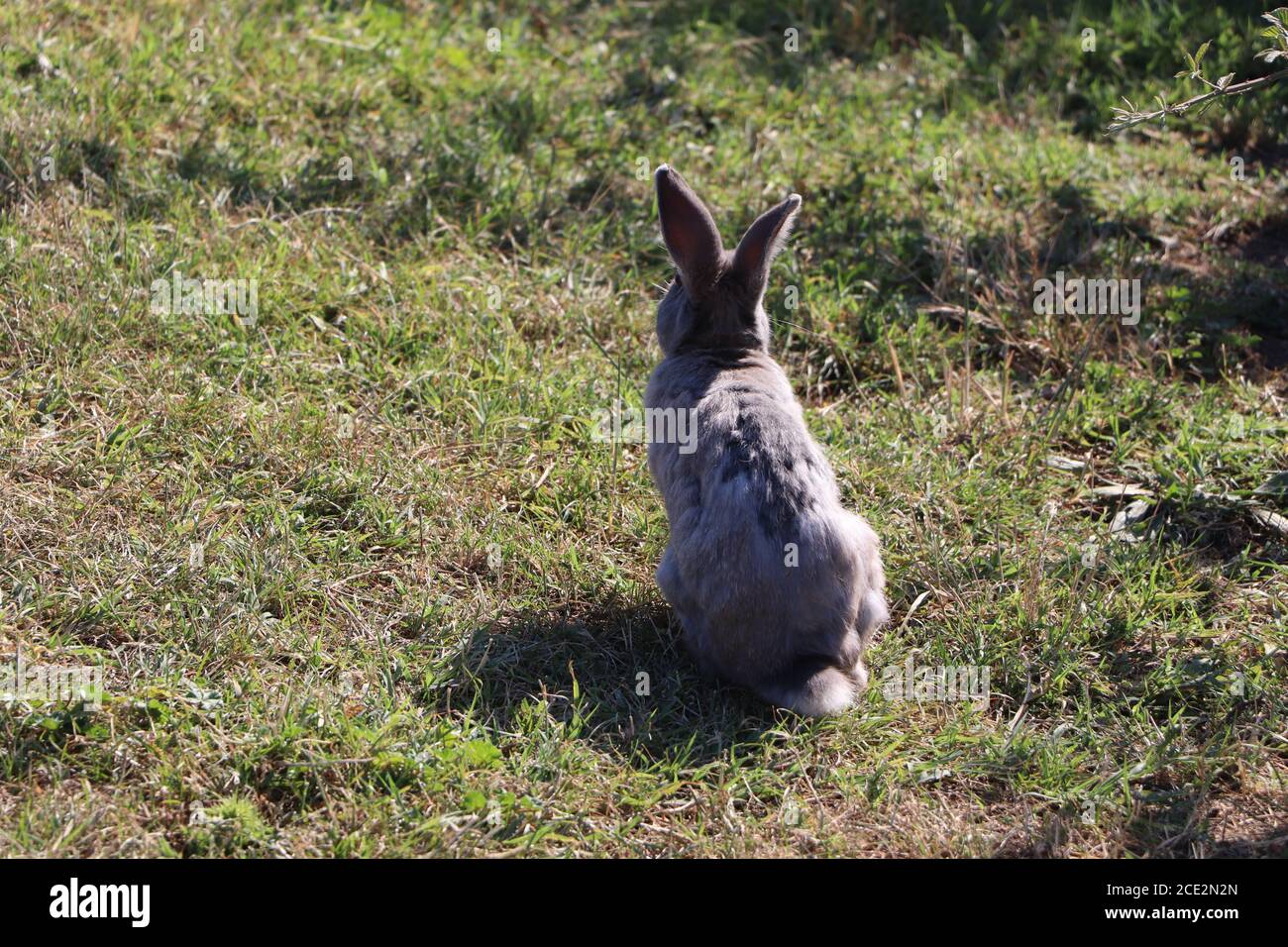 Rabbit feeding in vegetation hi-res stock photography and images - Alamy