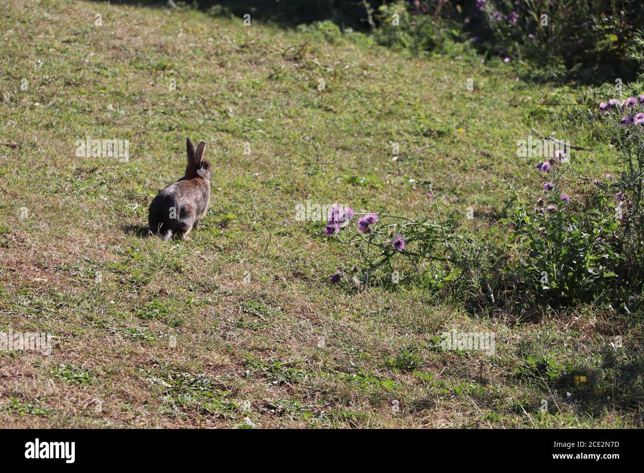 Rabbit feeding in vegetation hi-res stock photography and images - Alamy