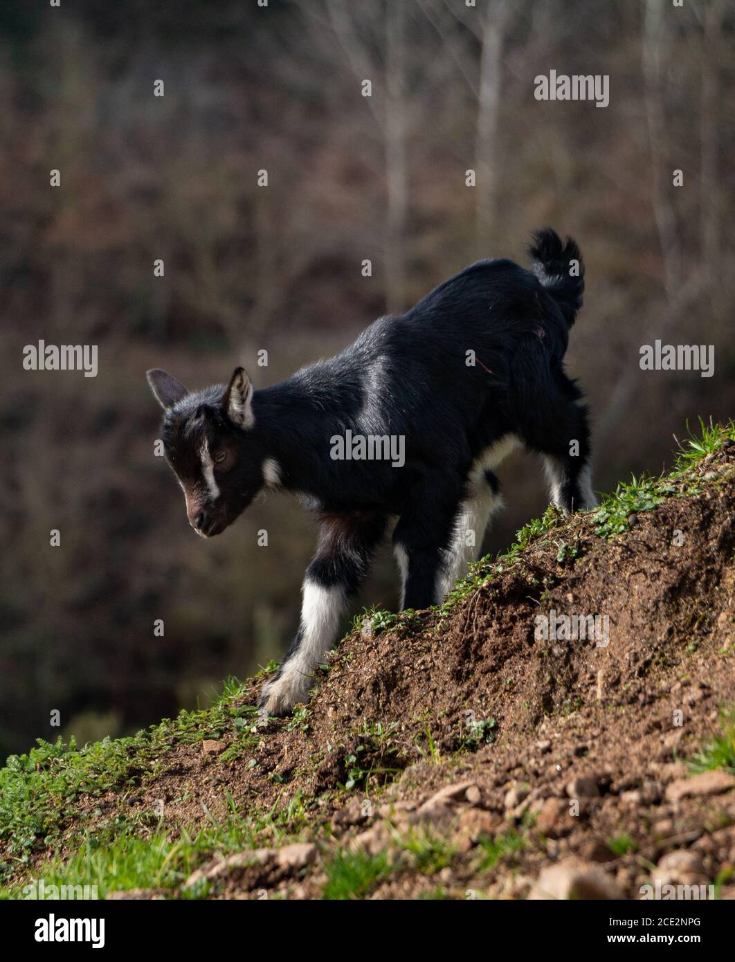 A picture of a goat standing on a slope Stock Photo - Alamy