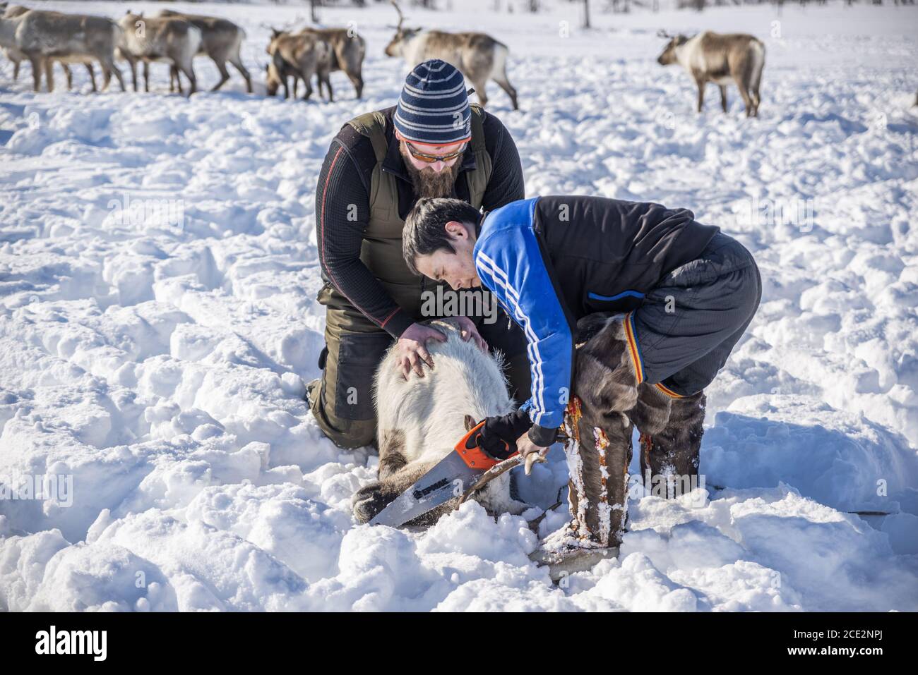 A Russian and a Nenet man cutting antler to a reindeer, Yamalo-Nenets ...