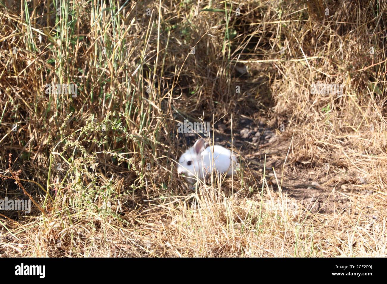 Rabbit and baby High Resolution Stock Photography and Images - Alamy