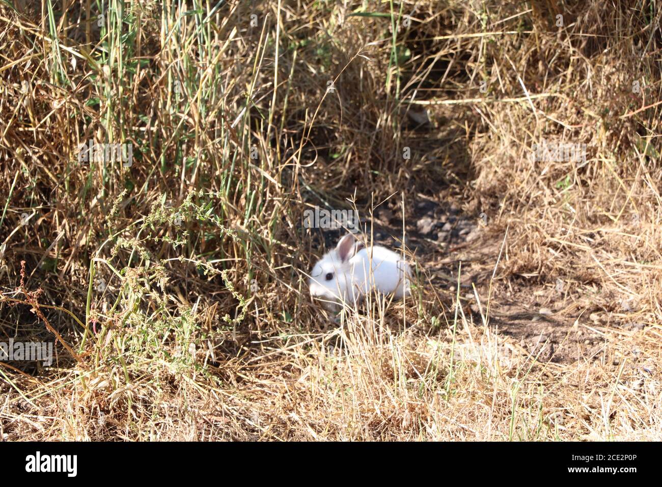 Rabbit and baby High Resolution Stock Photography and Images - Alamy