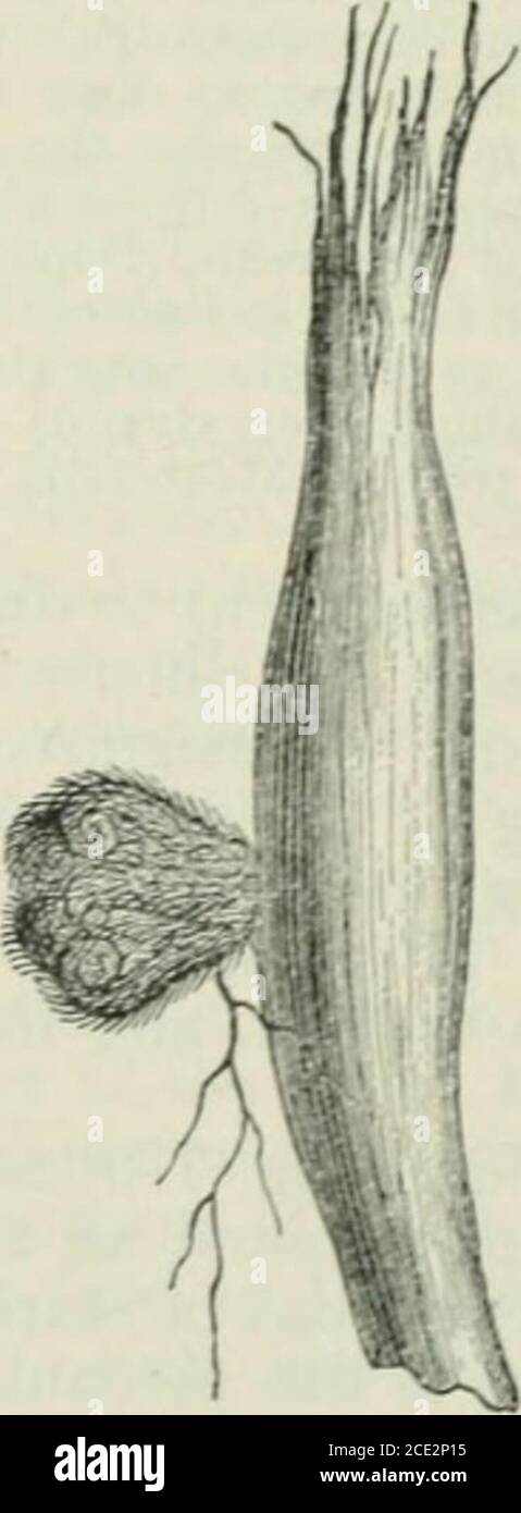 . Plants and their uses; an introduction to botany . ?In y f y Fig. 367 ...