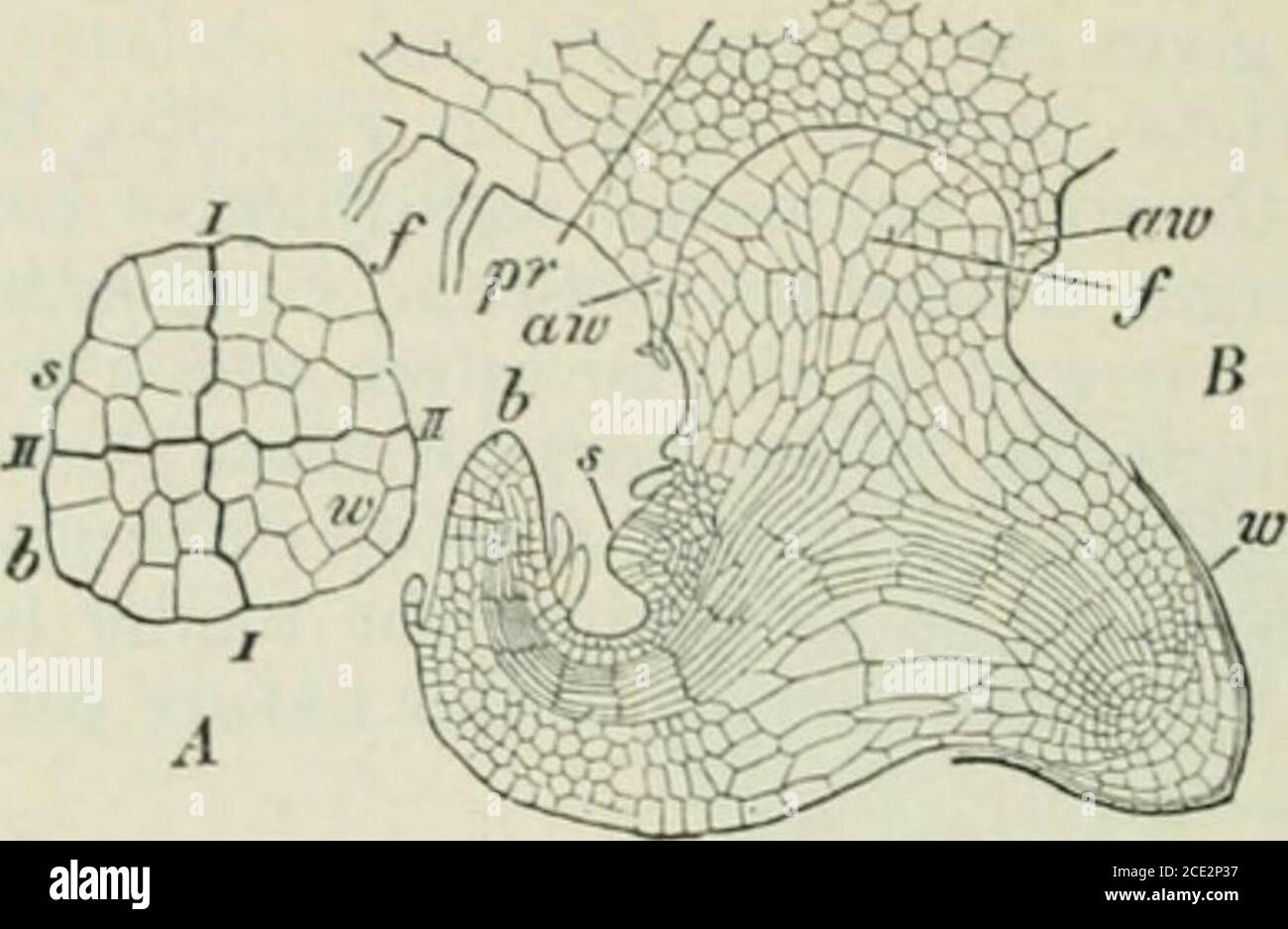 Fertilization cell cut hi-res stock photography and images - Alamy