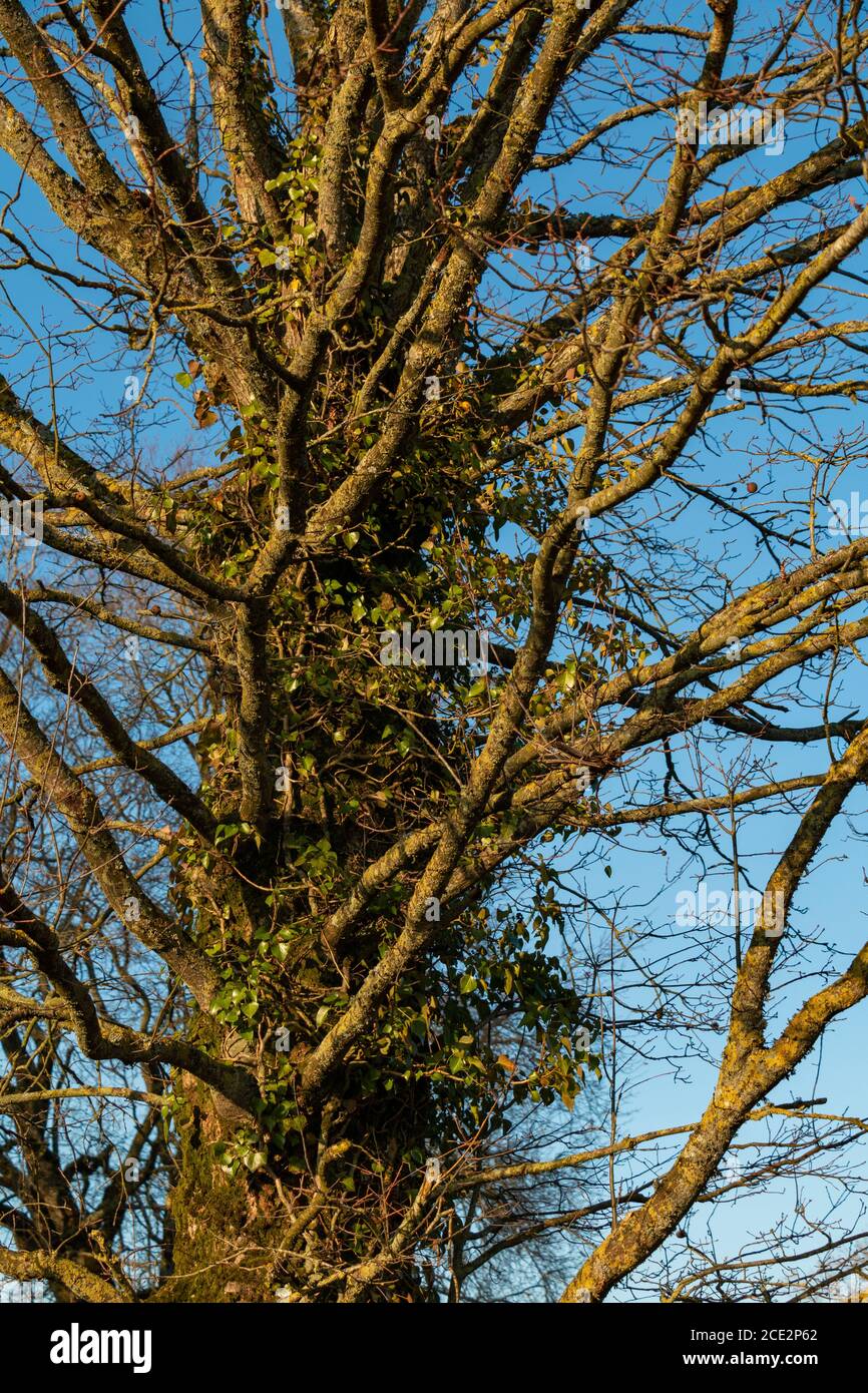 A picture of a tree trunk full of branches Stock Photo - Alamy