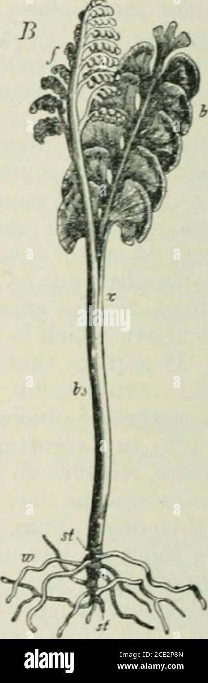 Lif size hi-res stock photography and images - Alamy