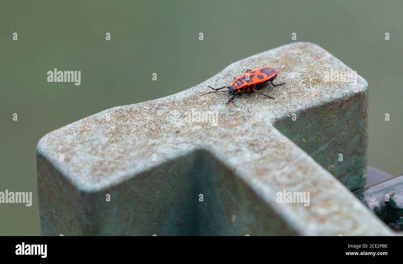 A picture of a box elder bug on top of a greenish stone ledge Stock ...