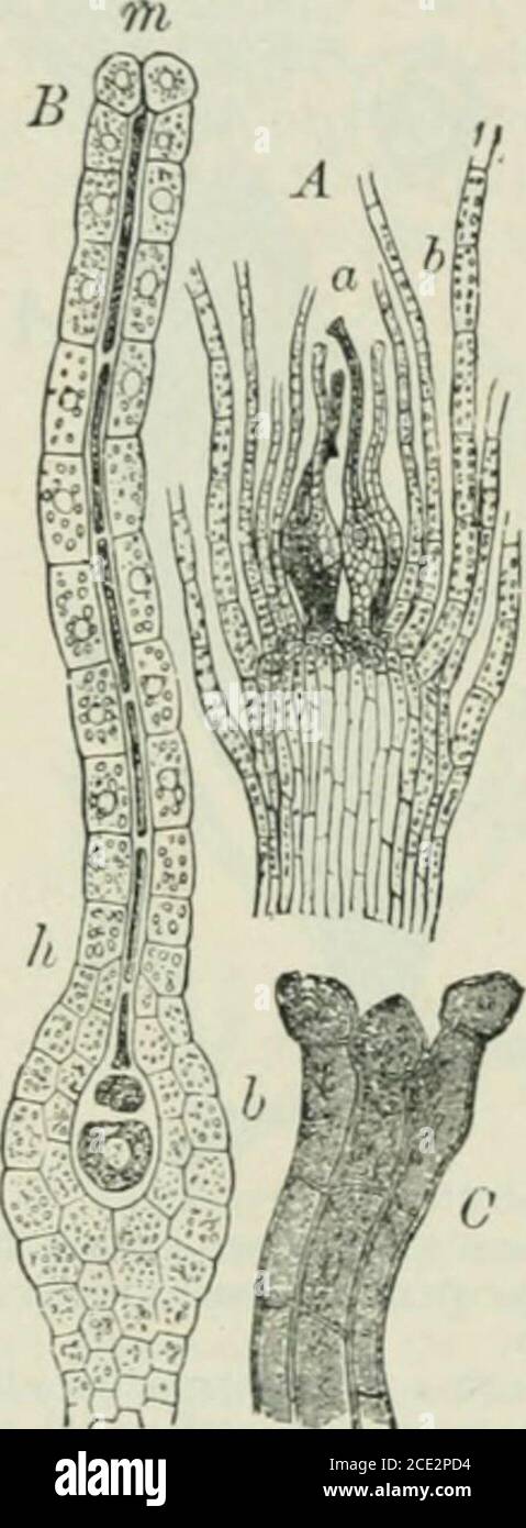 . Plants and their uses; an introduction to botany . thesporophyte is ...