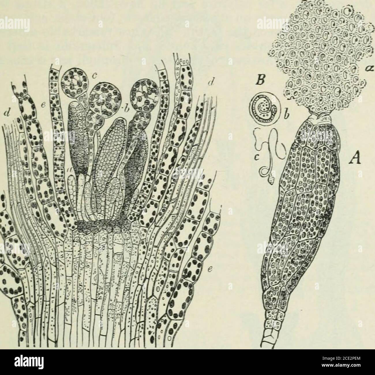 Spore mass hi-res stock photography and images - Alamy