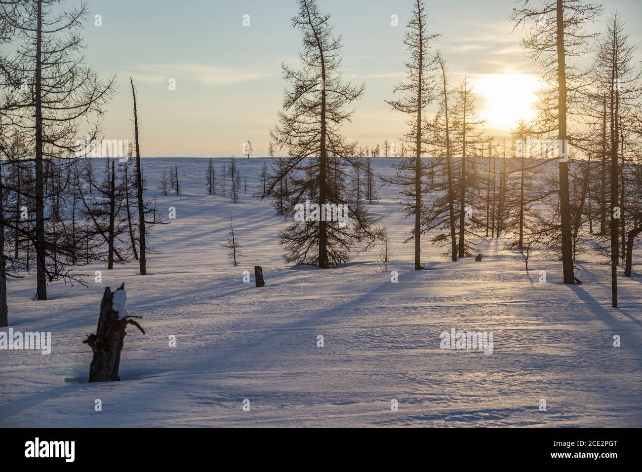Trees in a snowy tundra at sunset, Yamalo-Nenets Autonomous Okrug ...