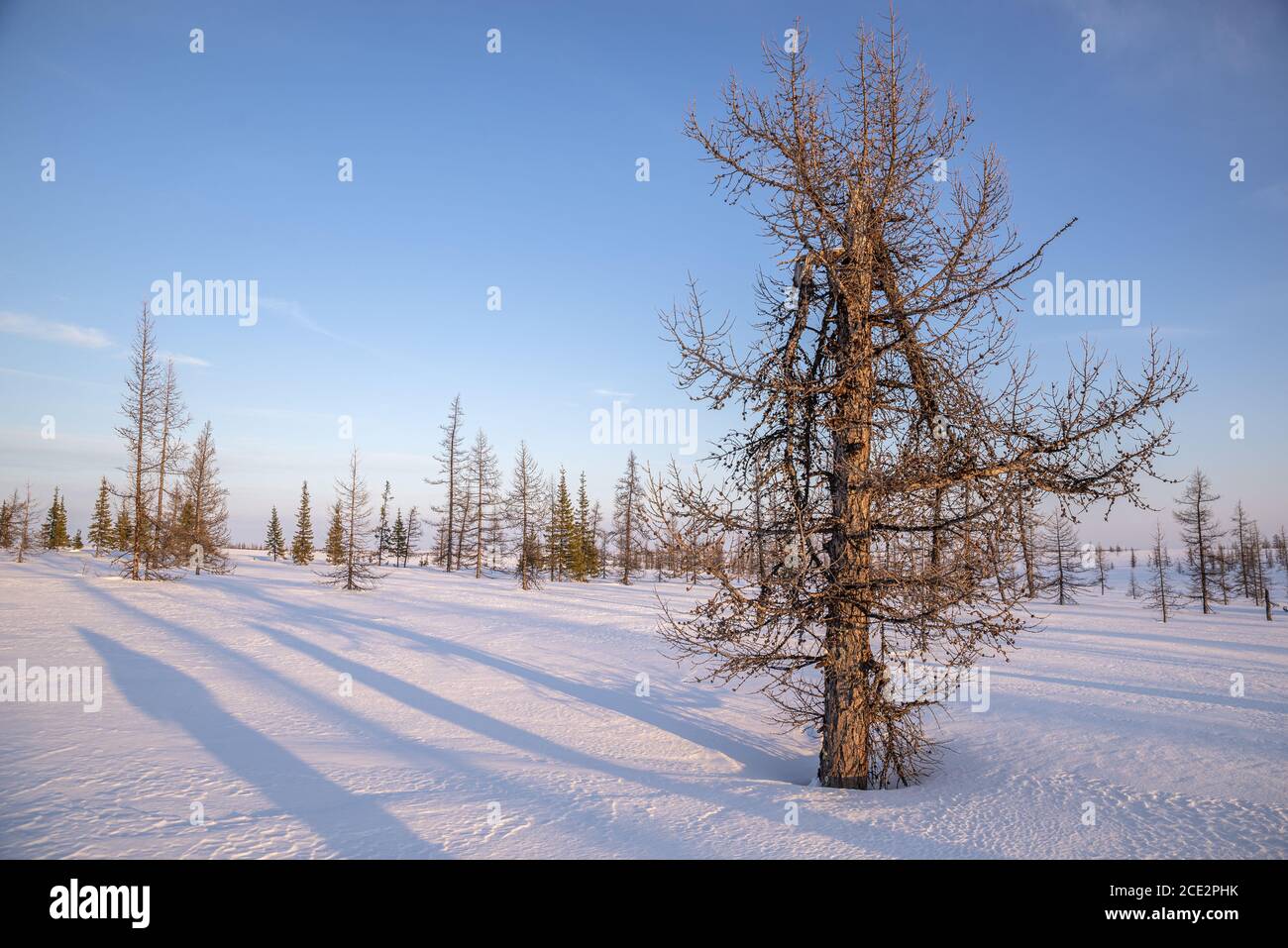 Sparse trees in a snowy tundra, Yamalo-Nenets Autonomous Okrug, Russia ...