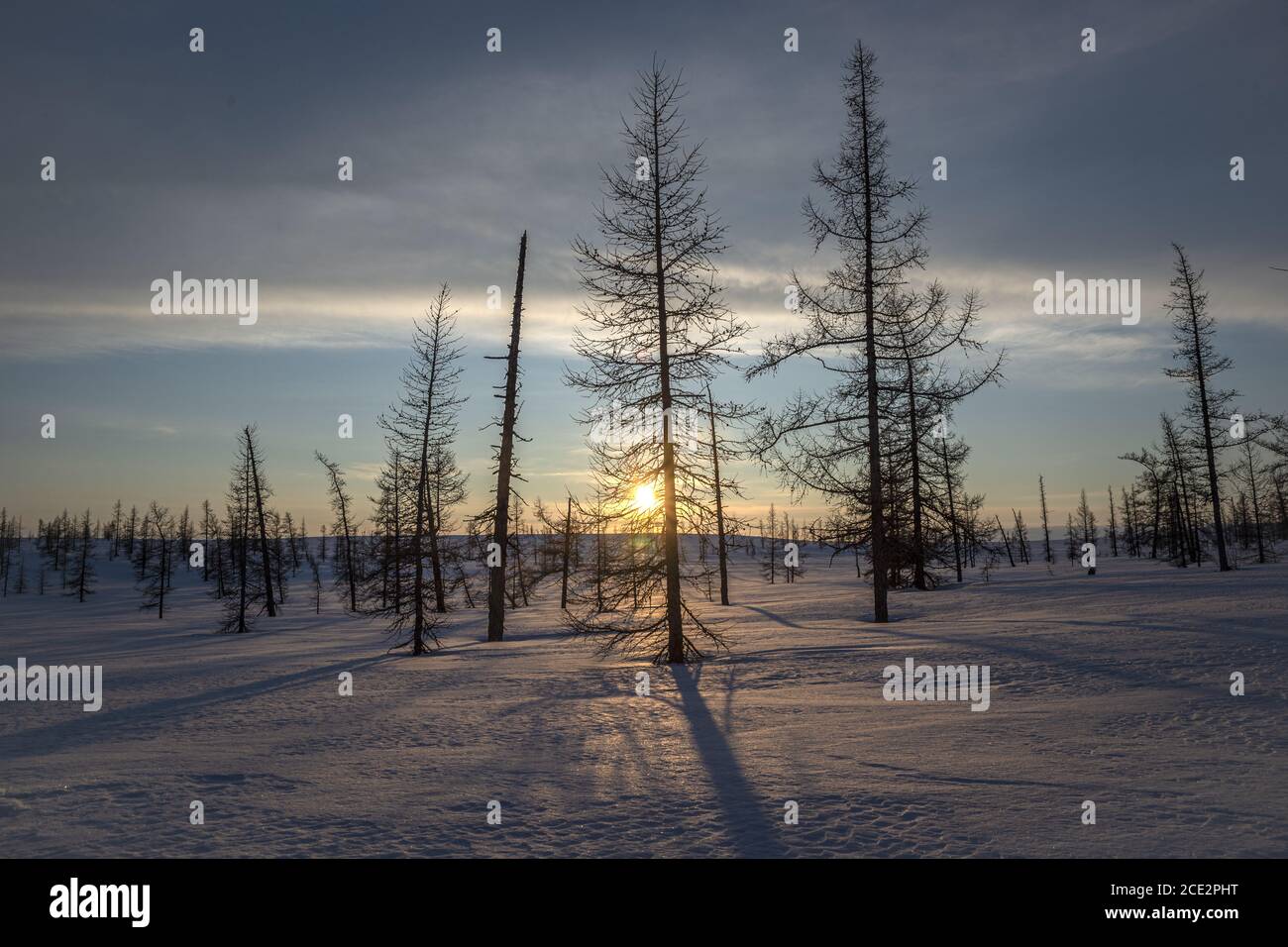 Siberia tundra snow tree hi-res stock photography and images - Alamy
