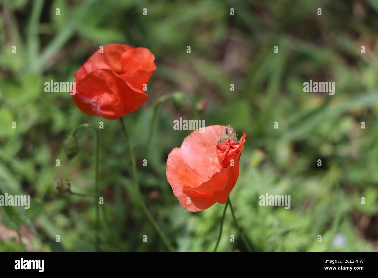 Wildflower lawn garden poppy hi-res stock photography and images - Alamy