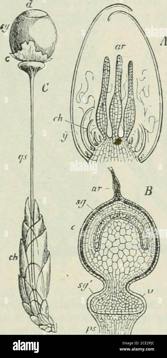 . Plants and their uses; an introduction to botany . vegetative branch ...