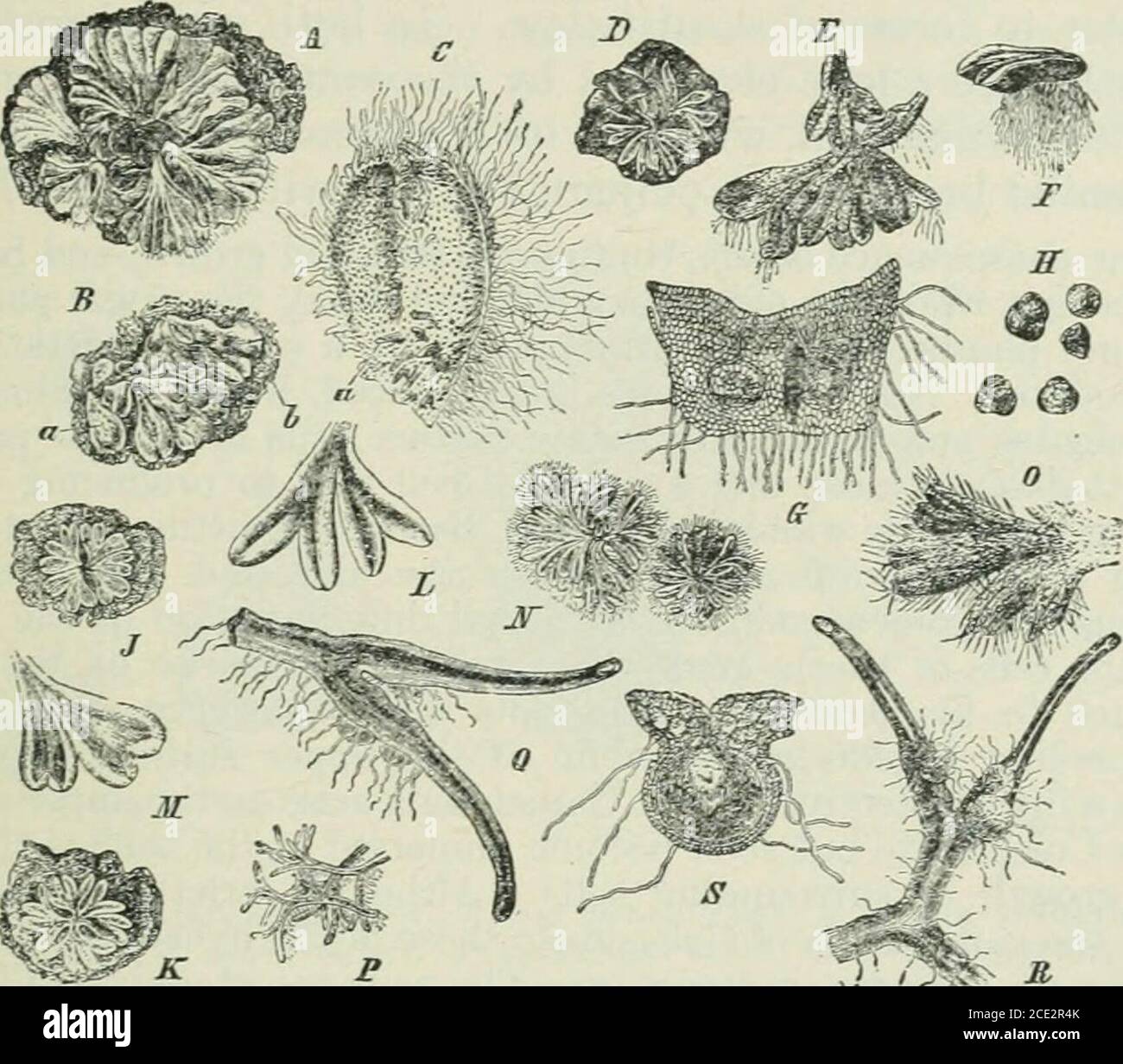 Thallophytes hi-res stock photography and images - Alamy