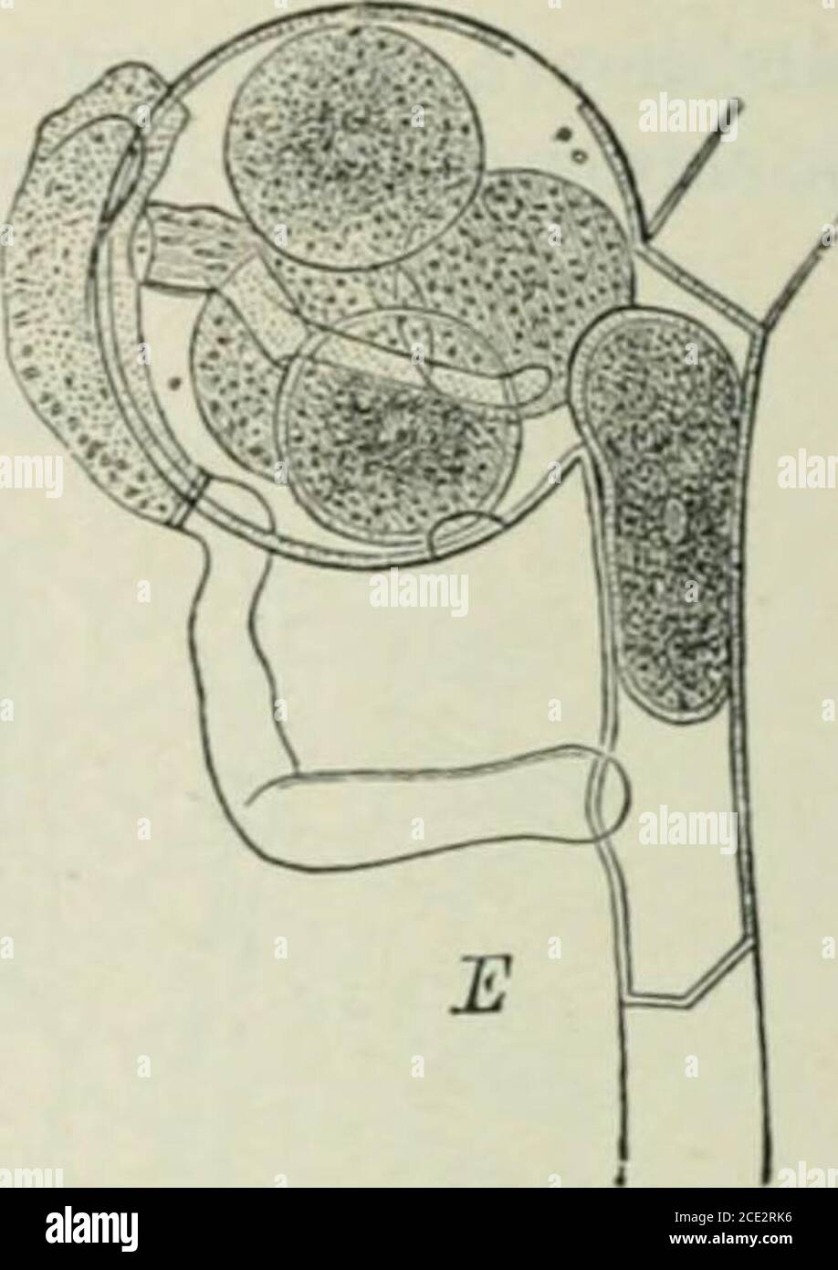 Water Mold Diagram