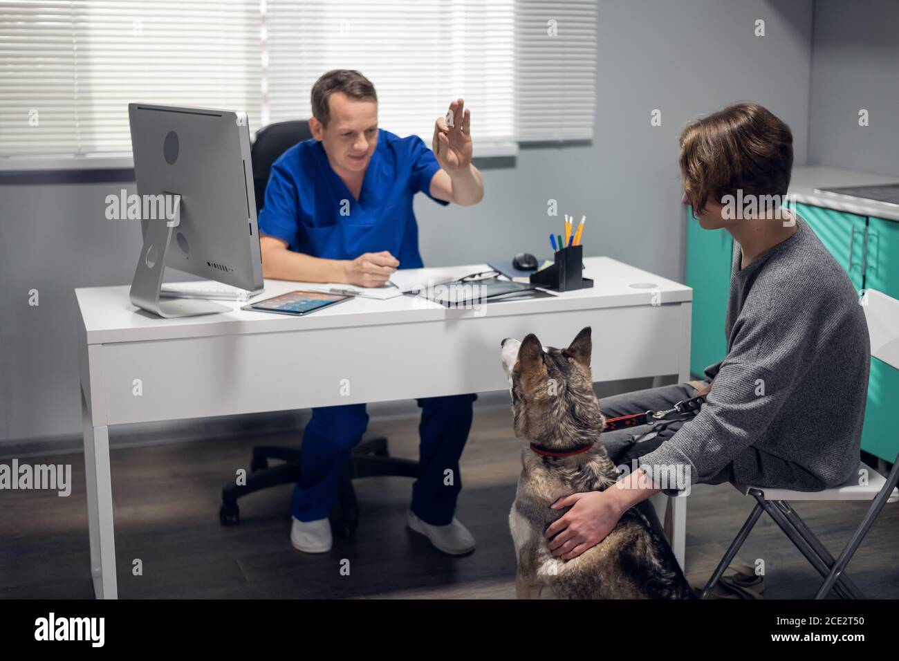 A male vet doctor in a blue uniform examining a husky dog in his clinic ...