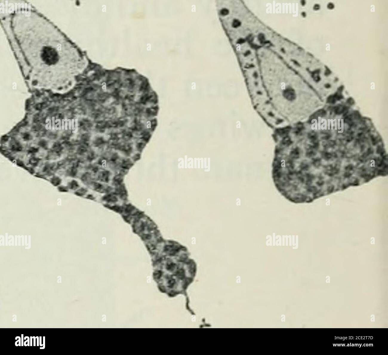 Involutionary hi-res stock photography and images - Alamy