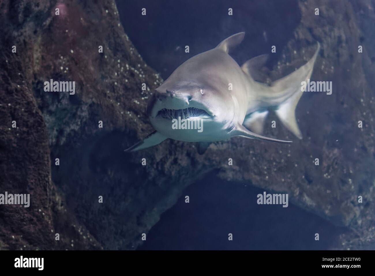 Santiger shark hi-res stock photography and images - Alamy