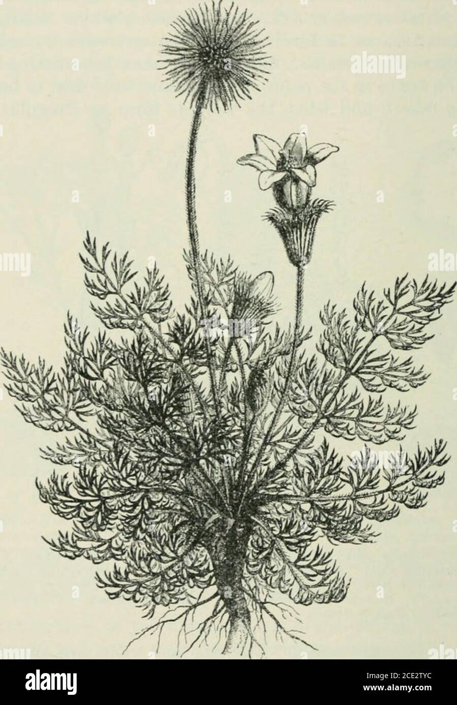 . Plants and their uses; an introduction to botany . FiG. 291.—Erect ...