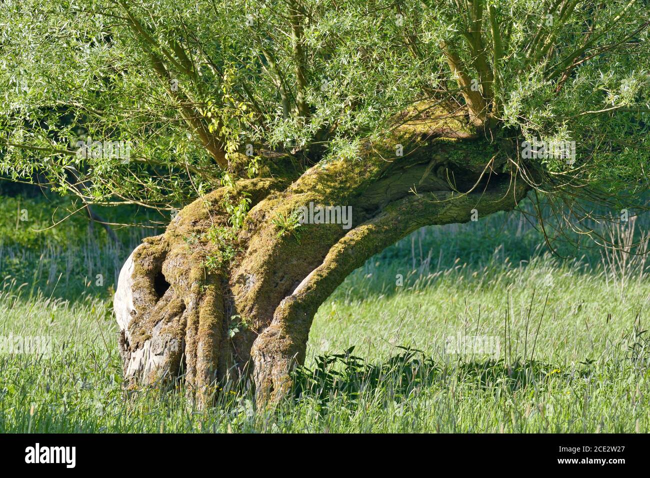 Pollard Willow Tree High Resolution Stock Photography and Images - Alamy