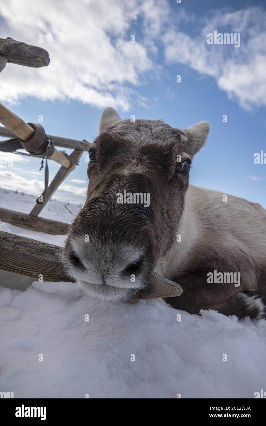 Dog with reindeer horns hi-res stock photography and images - Alamy