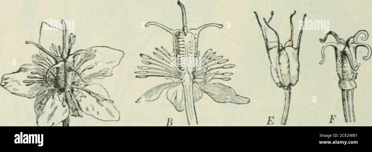 . Plants and their uses; an introduction to botany . Fiu. 285, II ...