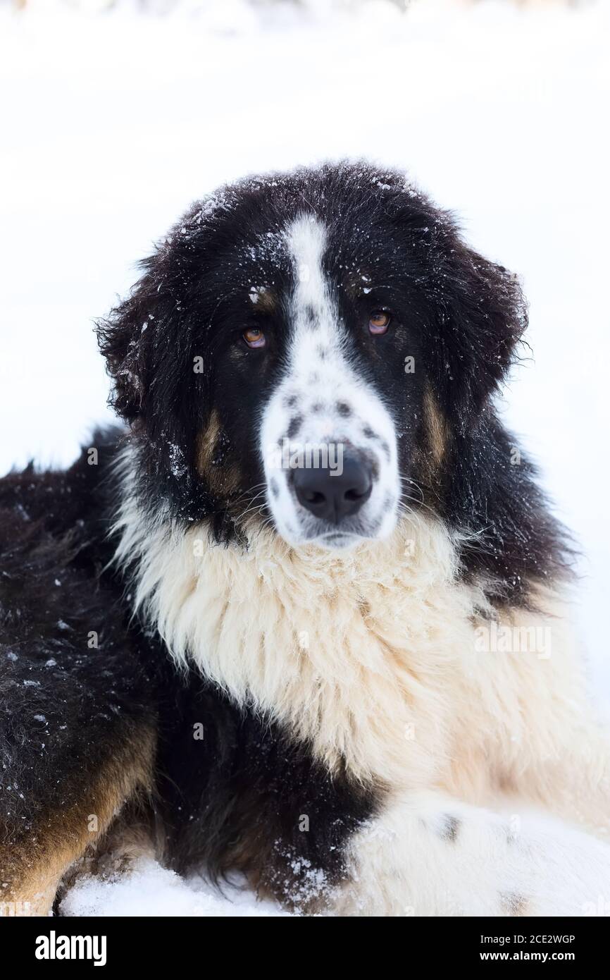 Are Carrots Good For A Karakachan Dog