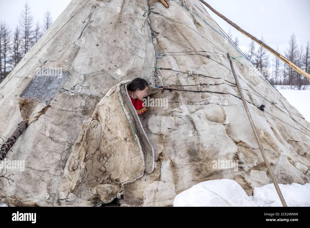 A Nenet woman peeking out of a chum (traditional tent covered with ...