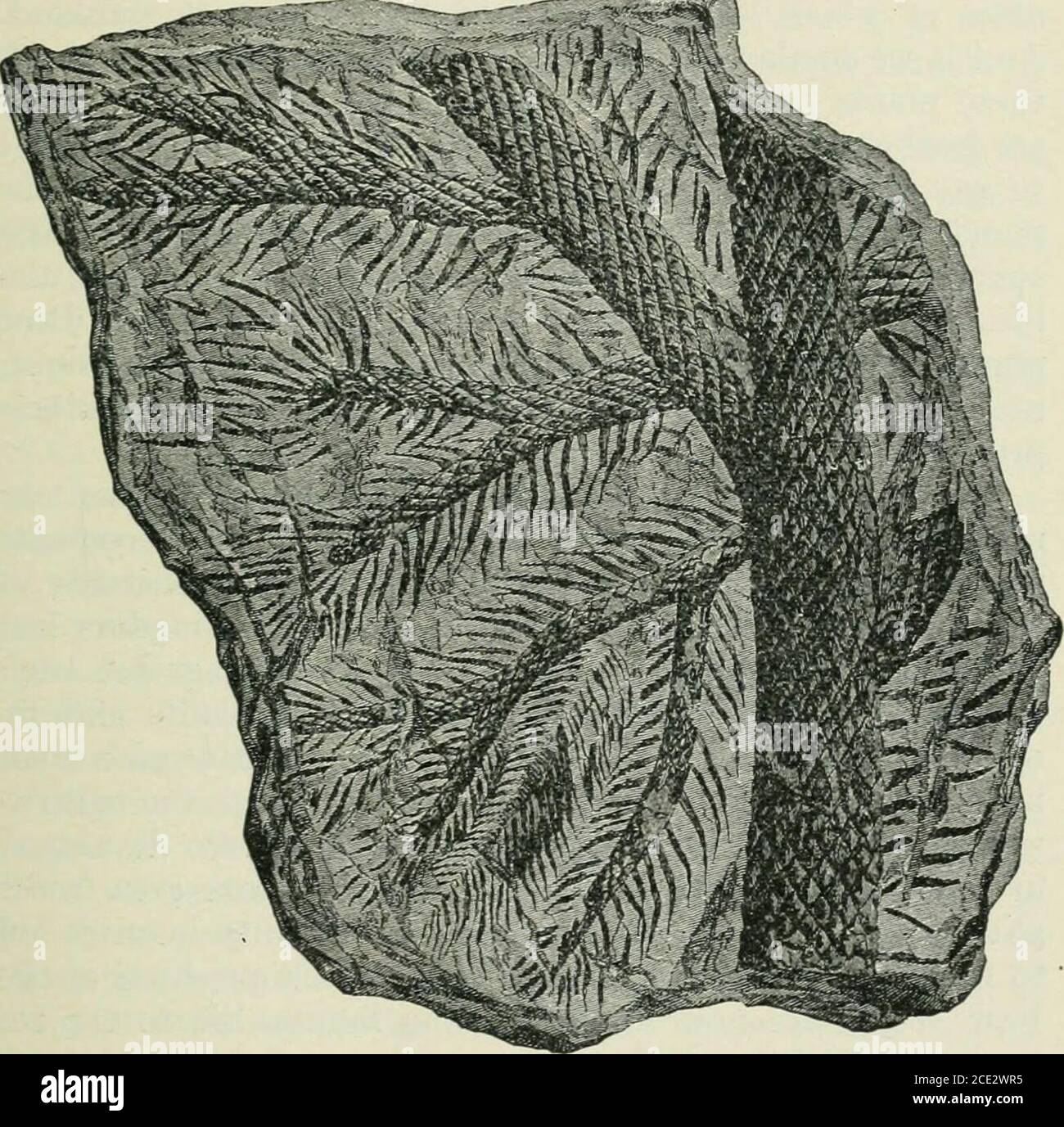 Fossil club moss hi-res stock photography and images - Alamy