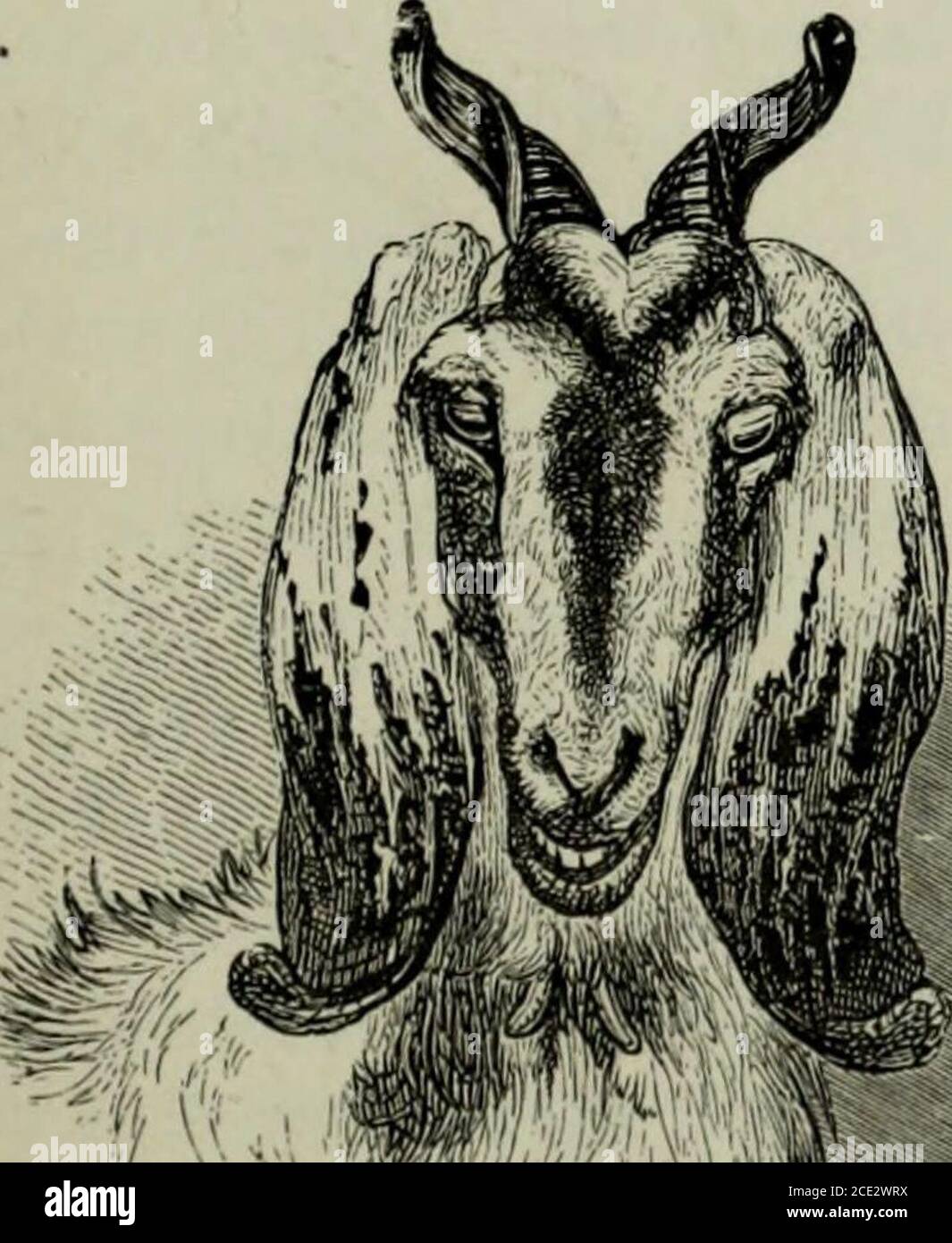 Syrian goat hi-res stock photography and images - Alamy