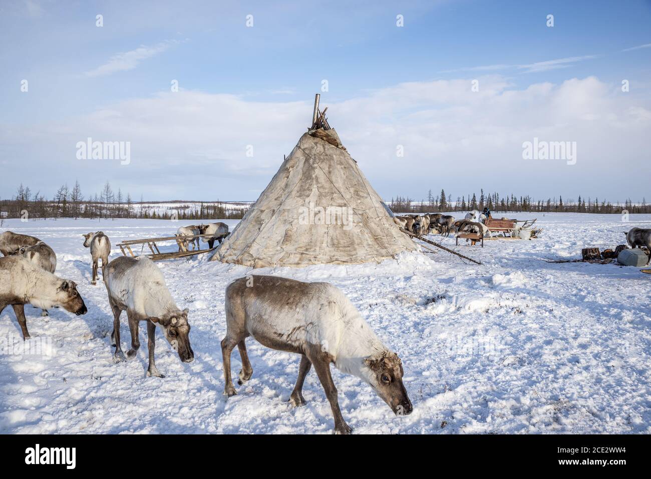 Nenets people migration reindeers hi-res stock photography and images ...