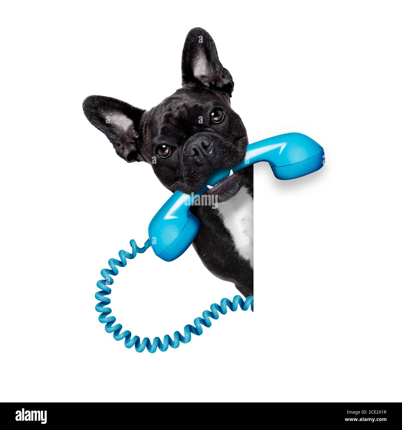 dog phone telephone Stock Photo - Alamy