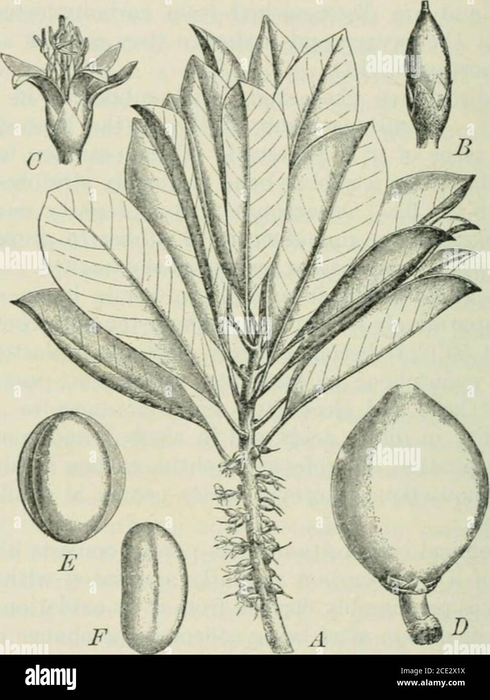 Gutta percha tree hi-res stock photography and images - Alamy