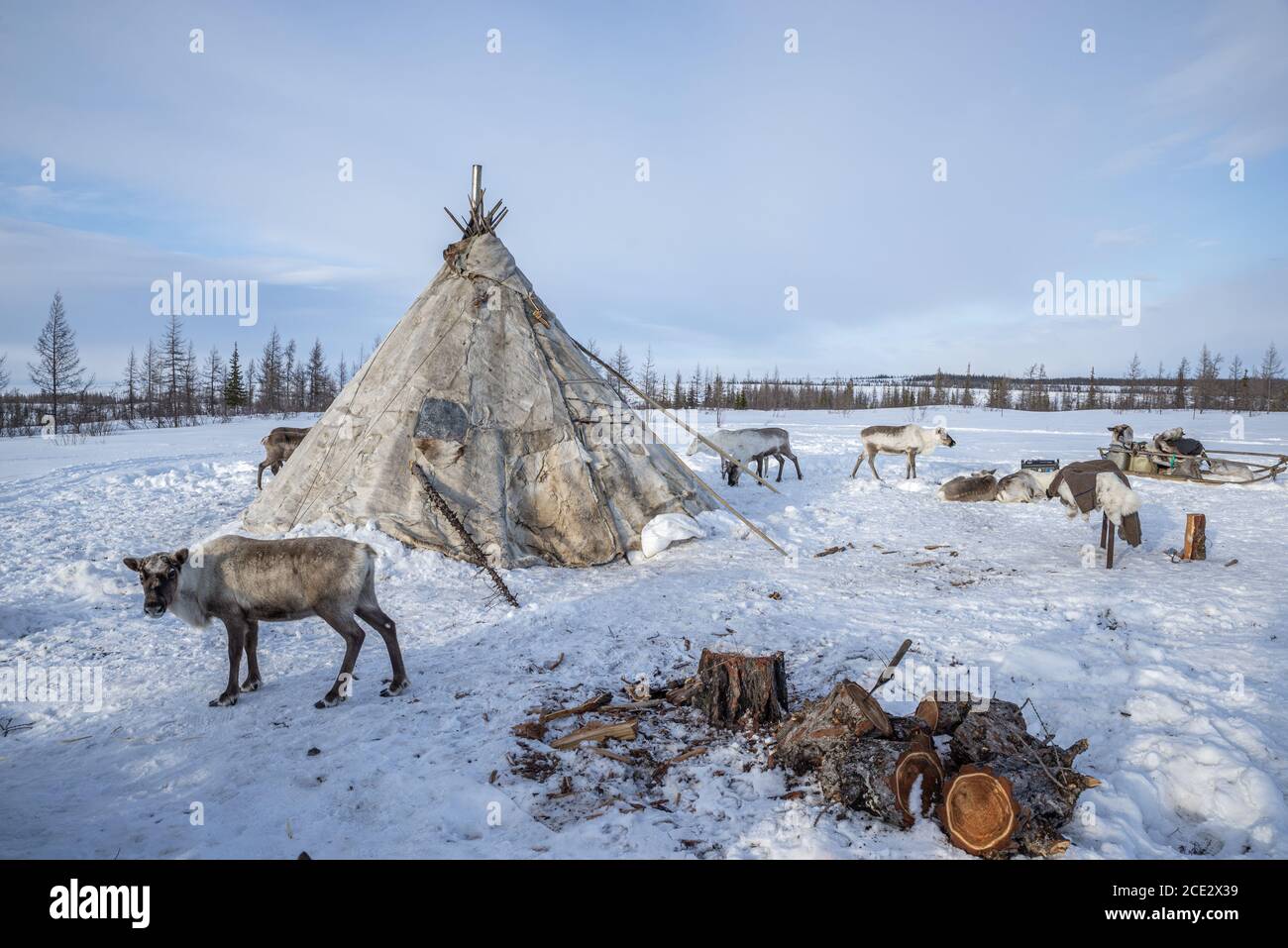 Nenets people migration reindeers hi-res stock photography and images ...