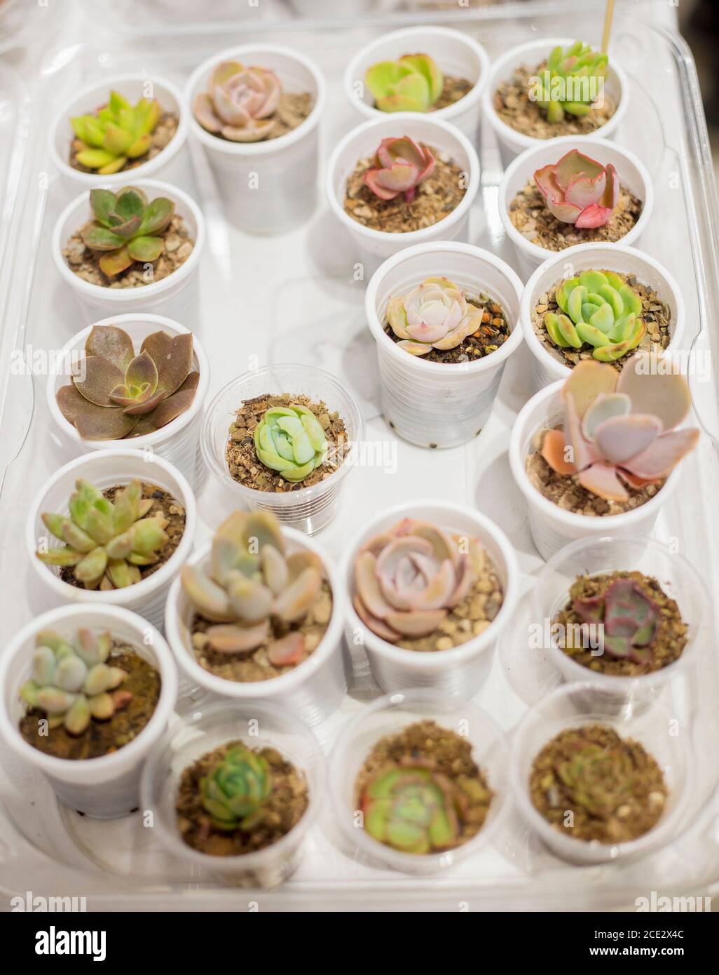 Various beautiful green and pink succulents plants in small plastic ...