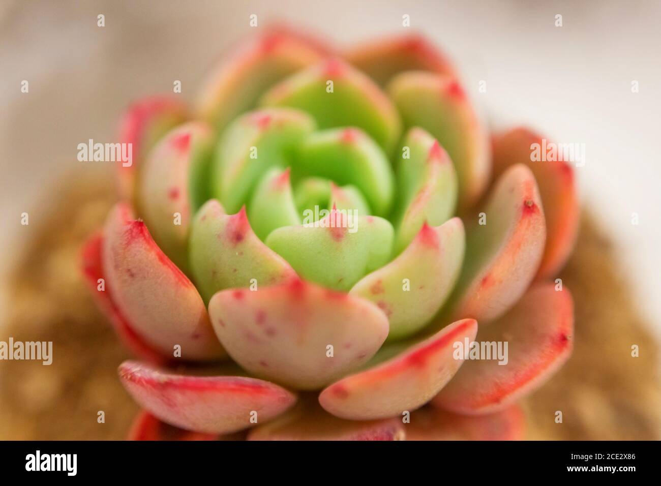 Green Pointed Leaves High Resolution Stock Photography and Images - Alamy