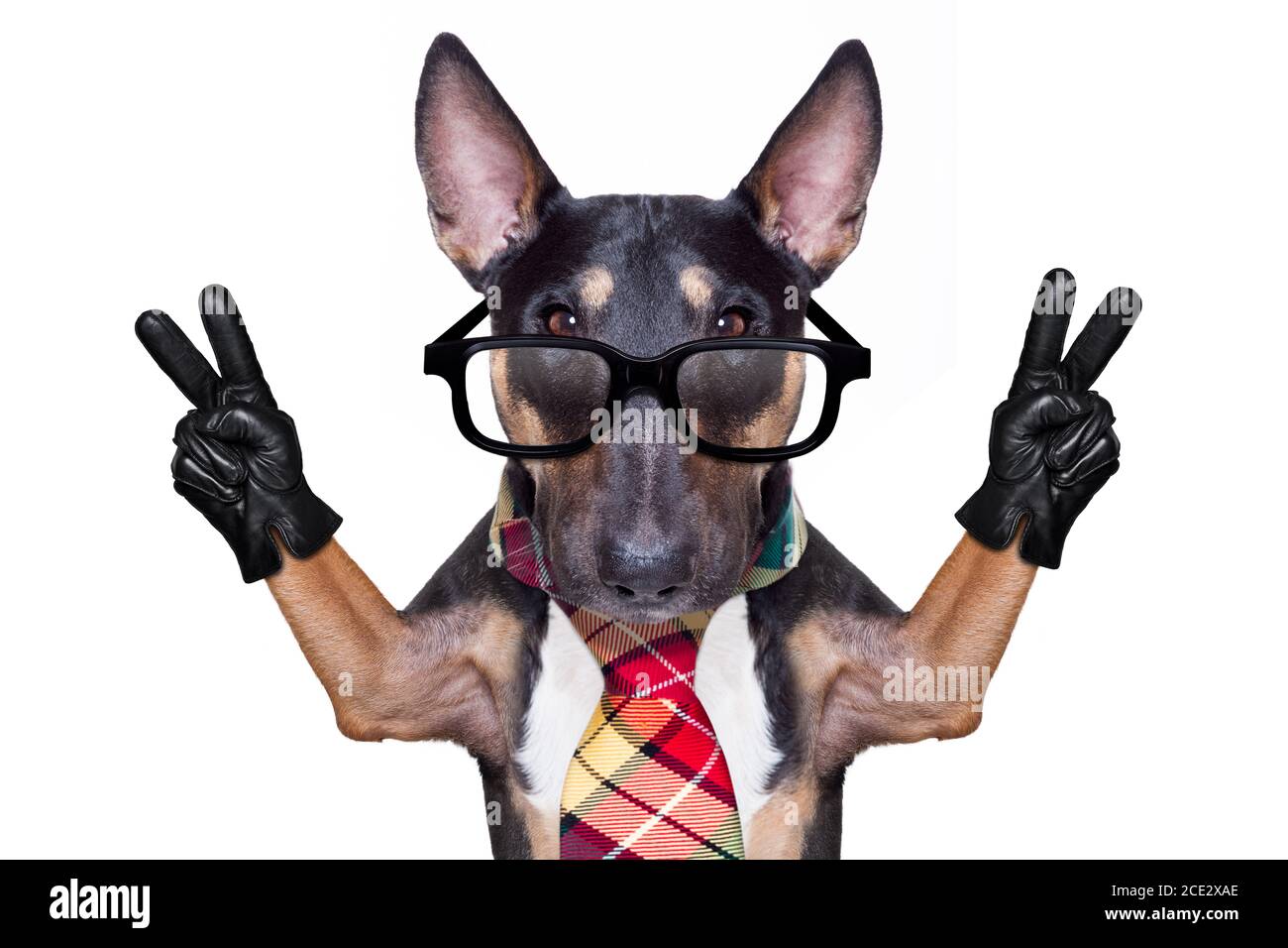 business boss dog Stock Photo - Alamy