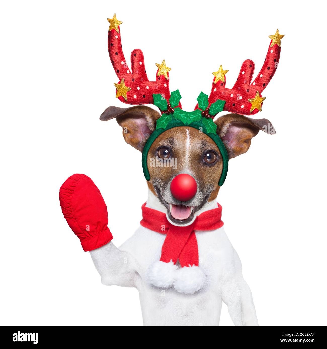 Reindeer dog hi-res stock photography and images - Alamy